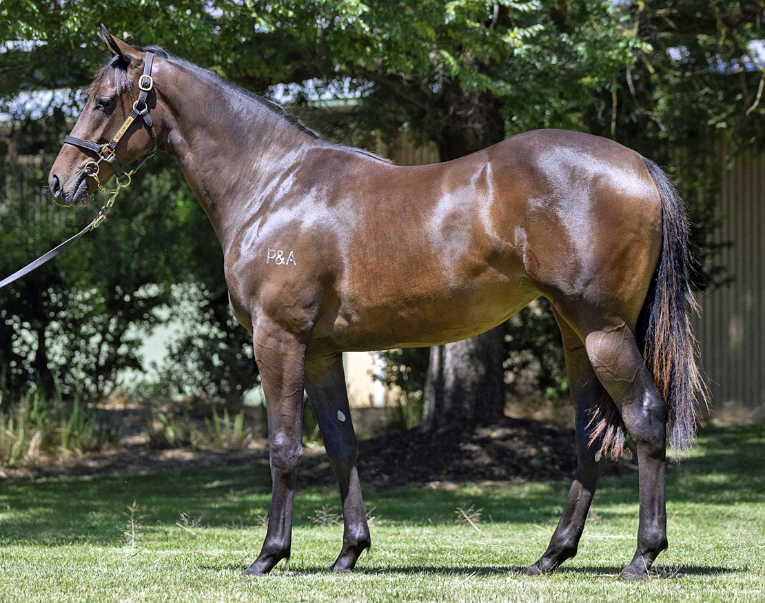 Team DYNAMIC Buys Lovely LONHRO FILLY at INGLIS MELBOURNE PREMIER